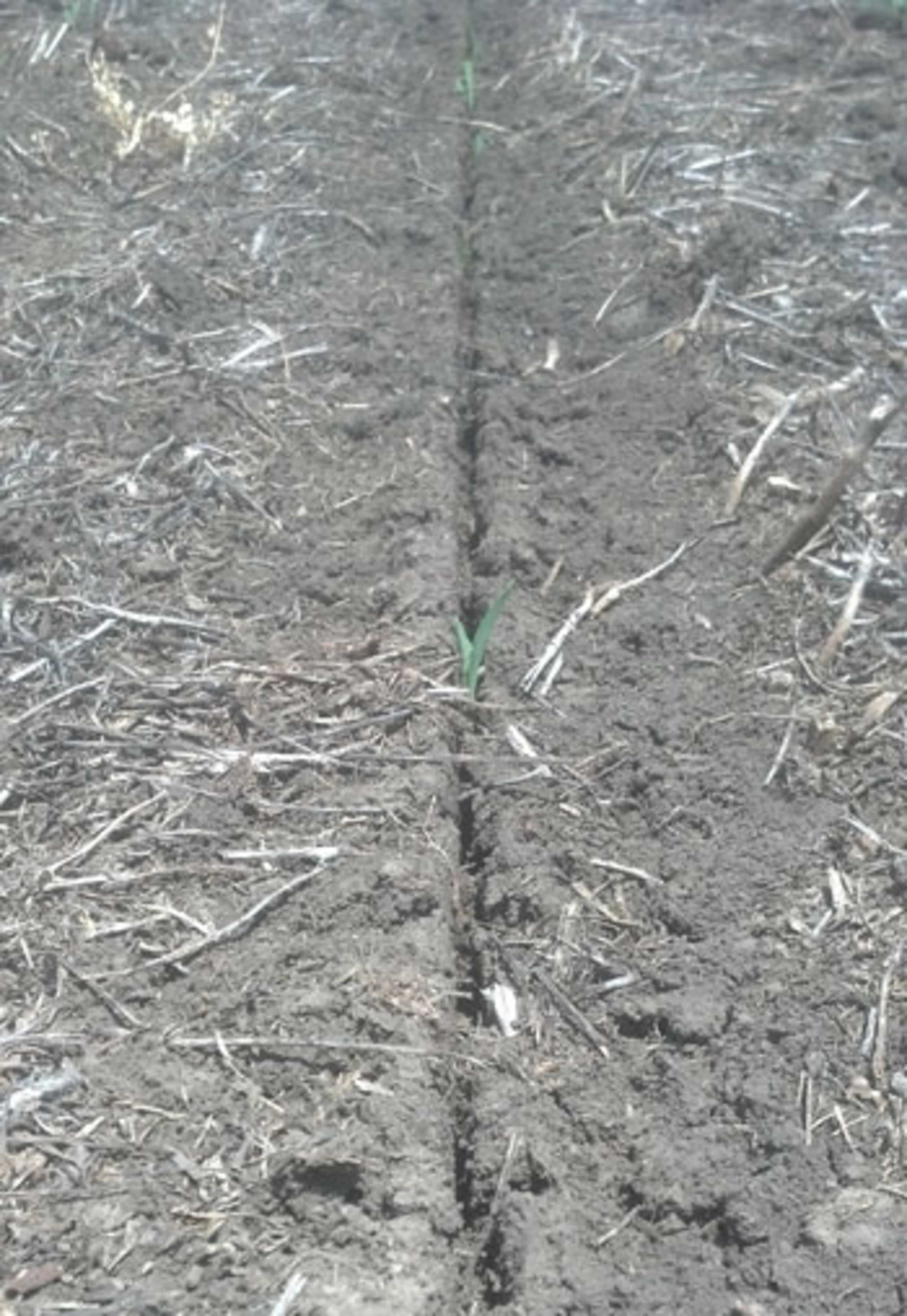 Avoid Planting Too Shallow | CropWatch | Nebraska