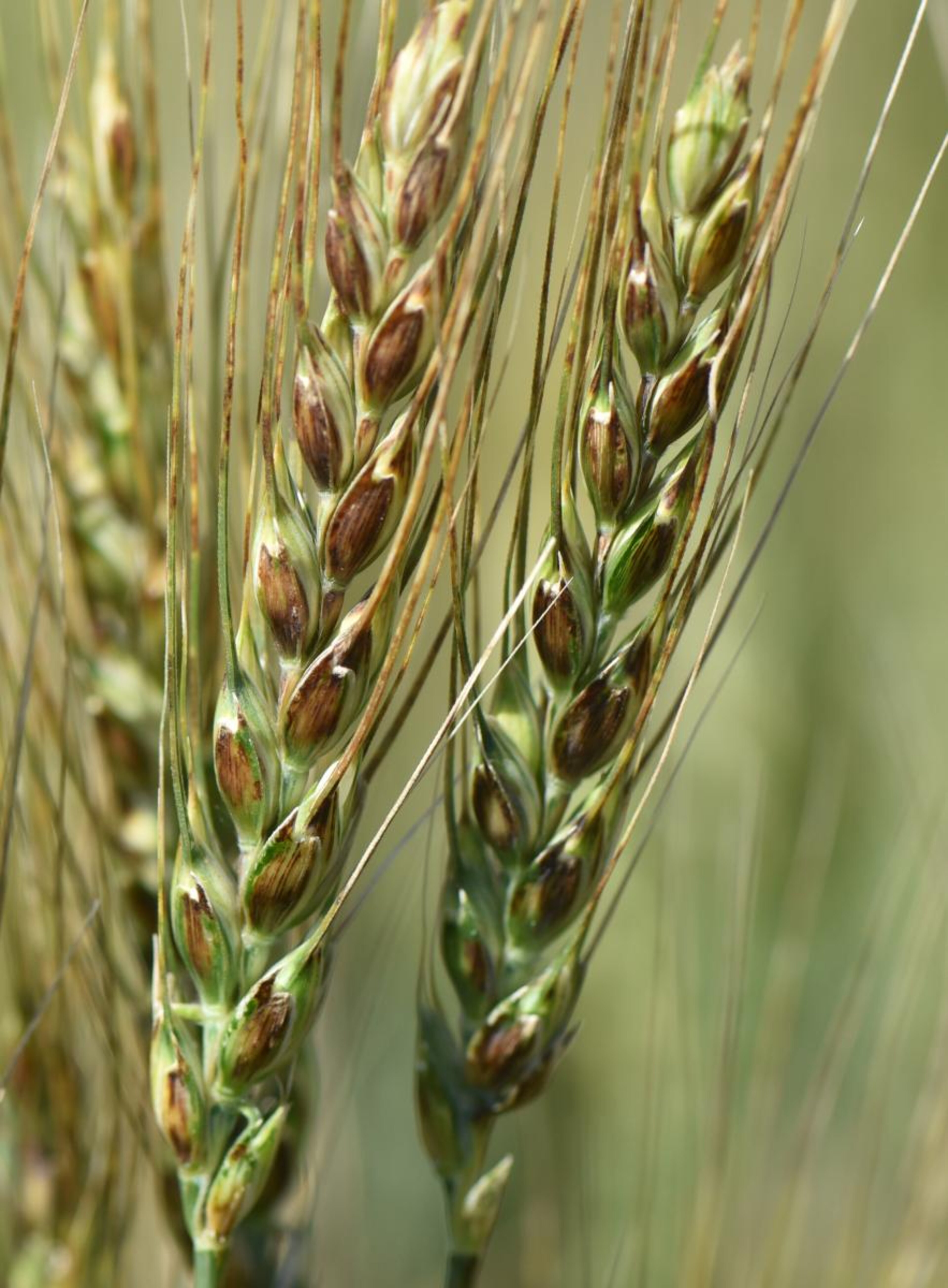 Wheat Disease Update | CropWatch | Nebraska