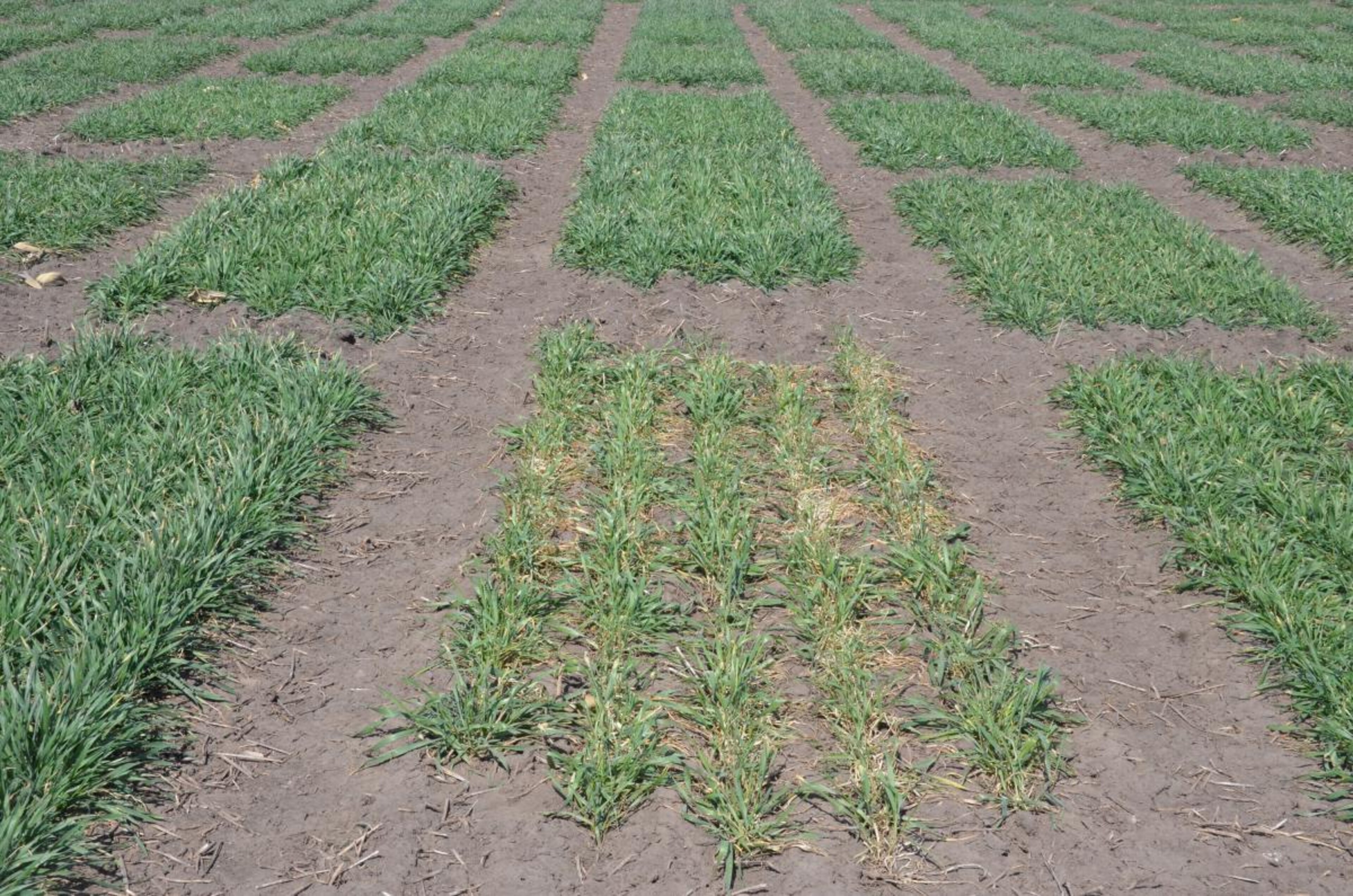 Start Scouting for Wheat Diseases | CropWatch | Nebraska