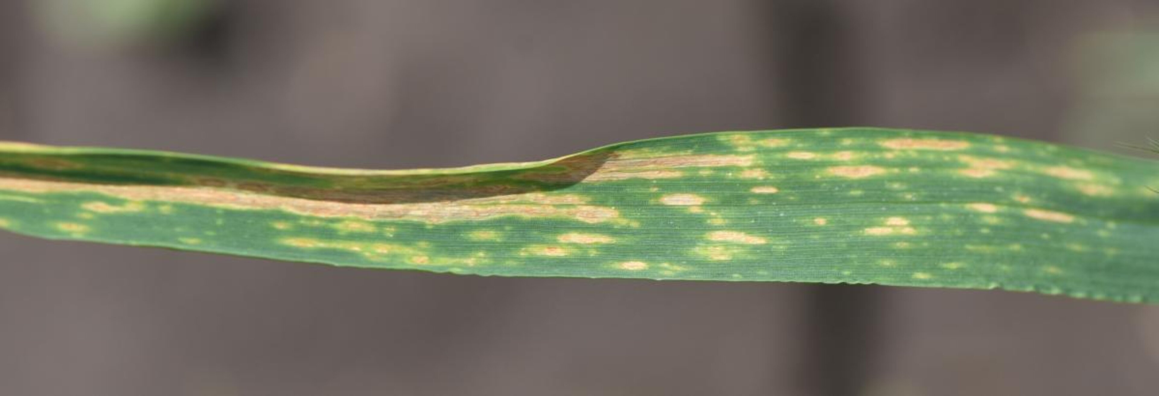 Wheat Disease Update | CropWatch | Nebraska