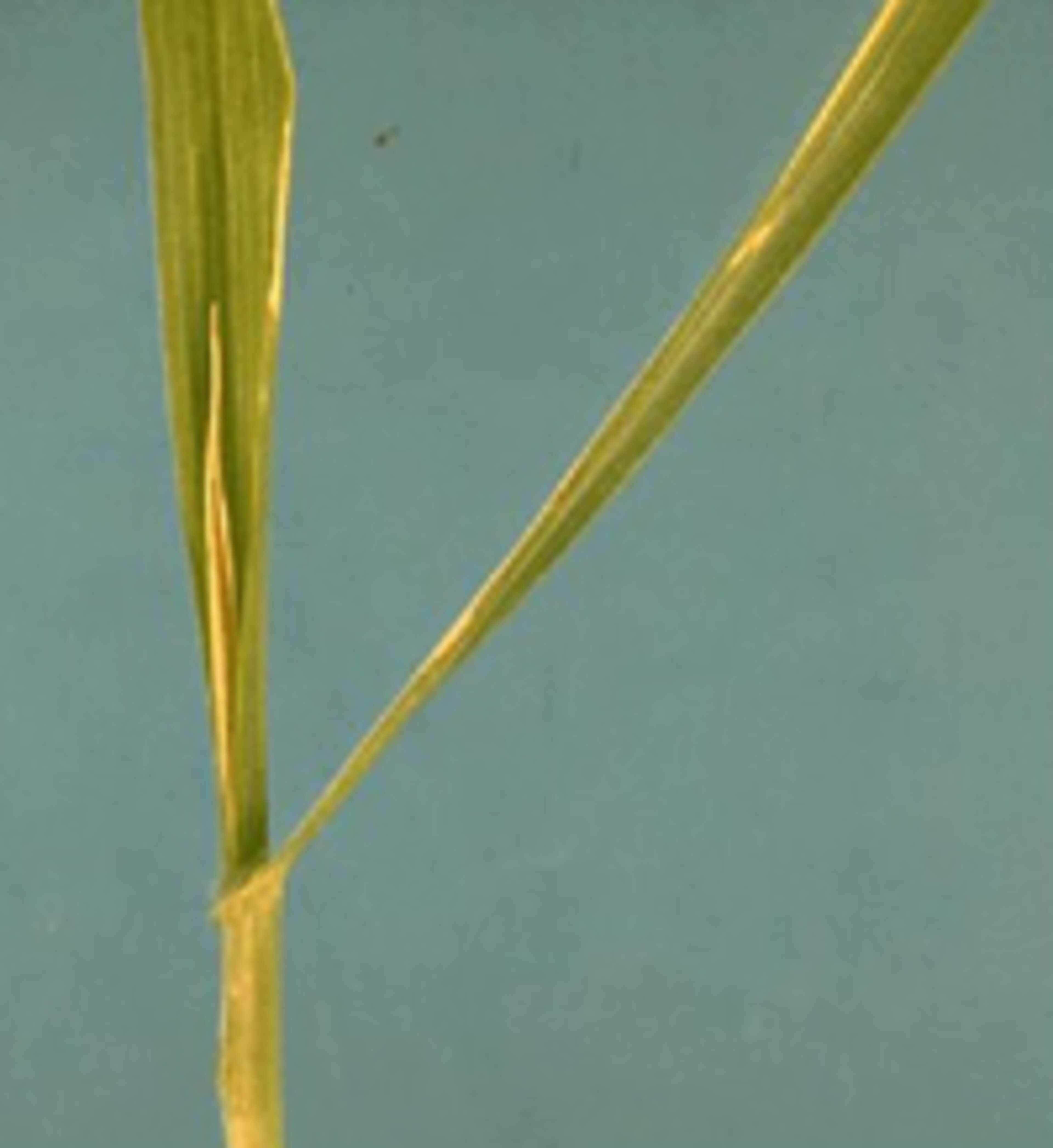 Assessing Freeze Injury to Wheat | CropWatch | Nebraska