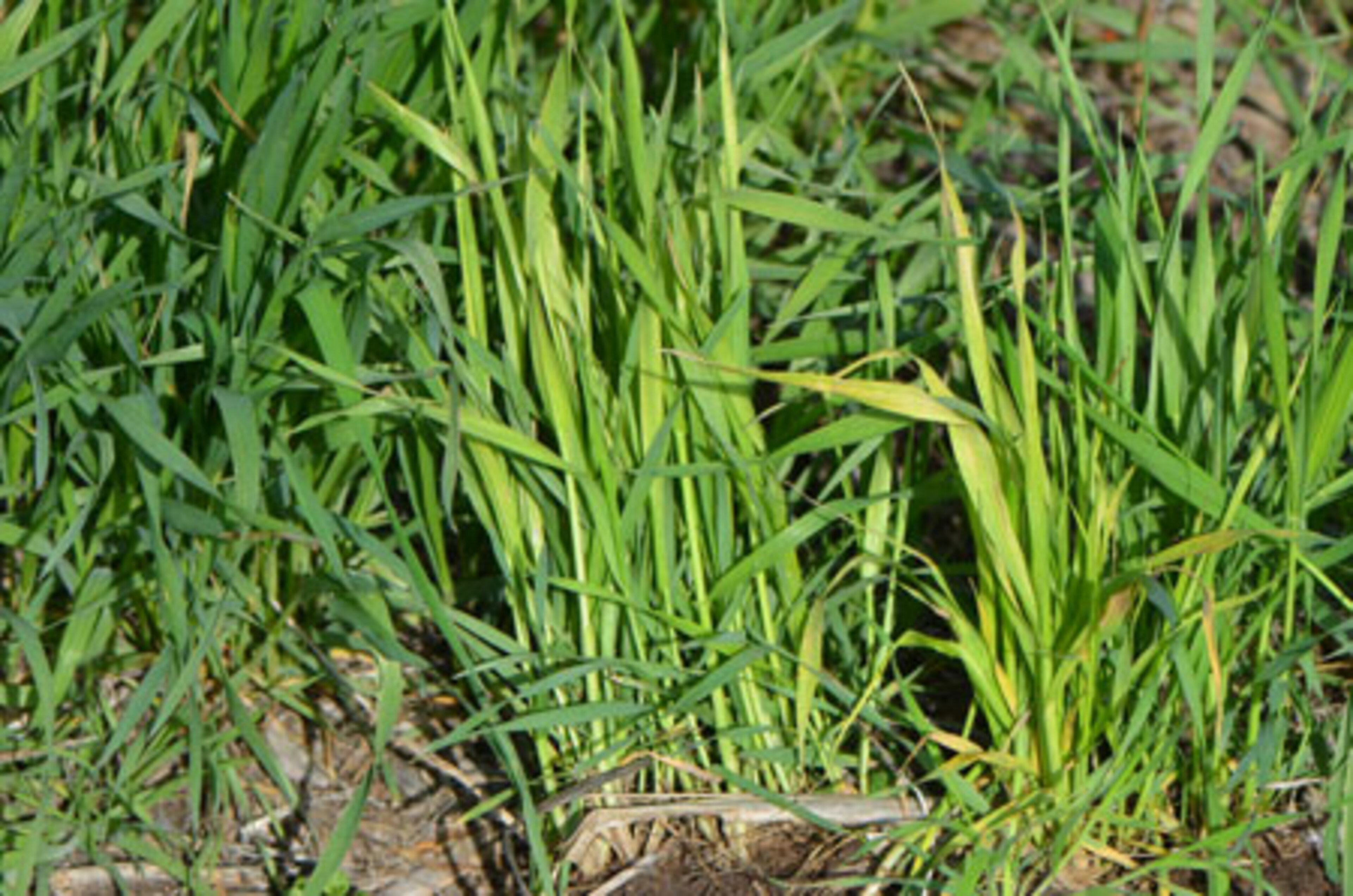 Wheat disease 5-15-15 | CropWatch | Nebraska