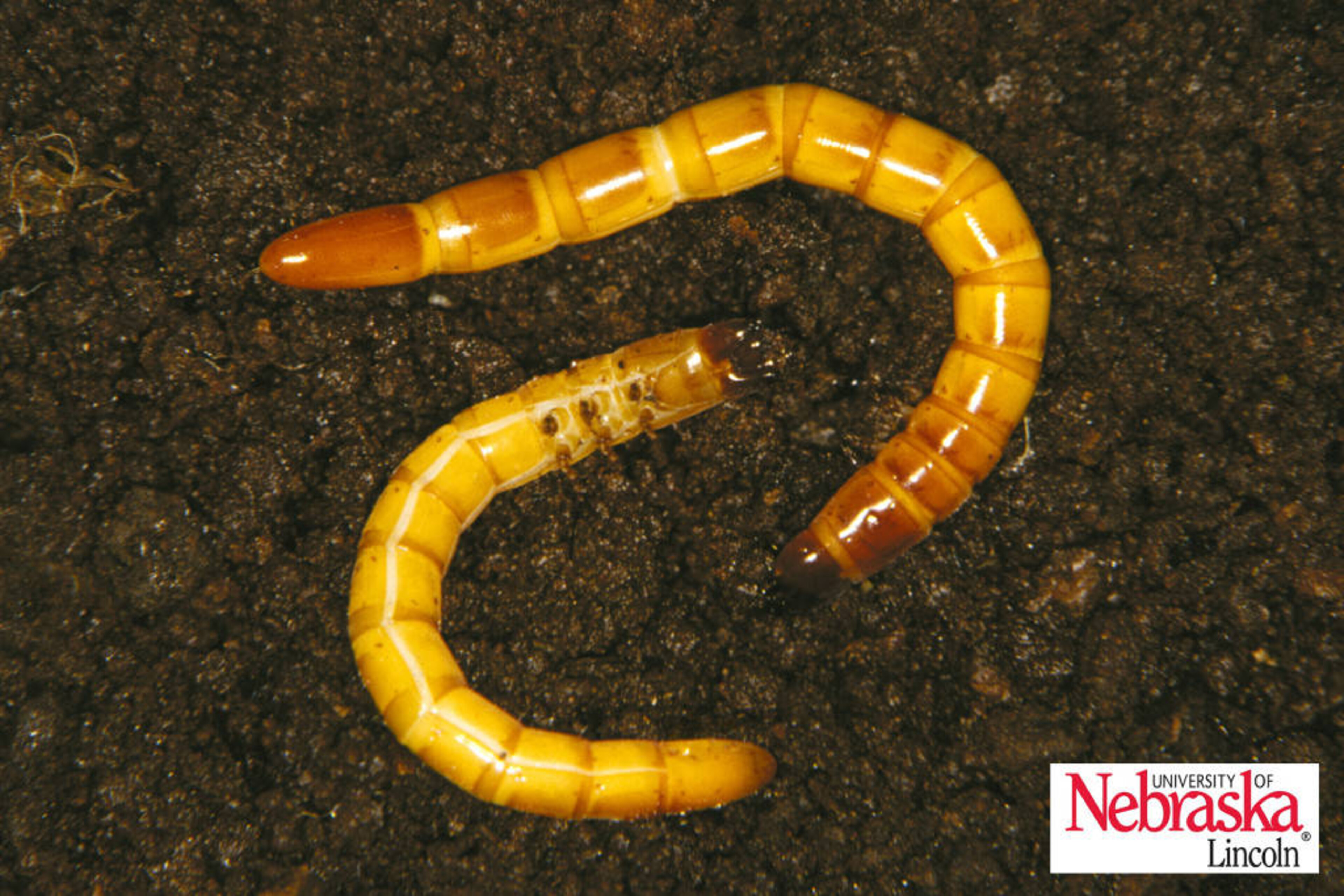 Scout Emerging Corn for Early Season Insects | CropWatch | Nebraska
