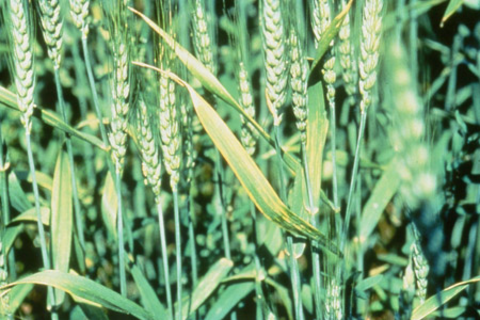 Nutrient Deficiencies in Wheat | CropWatch | Nebraska