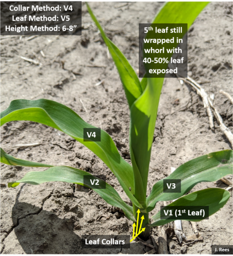 Corn Ear Development Impacts from Post-emergence Pesticide Applications ...
