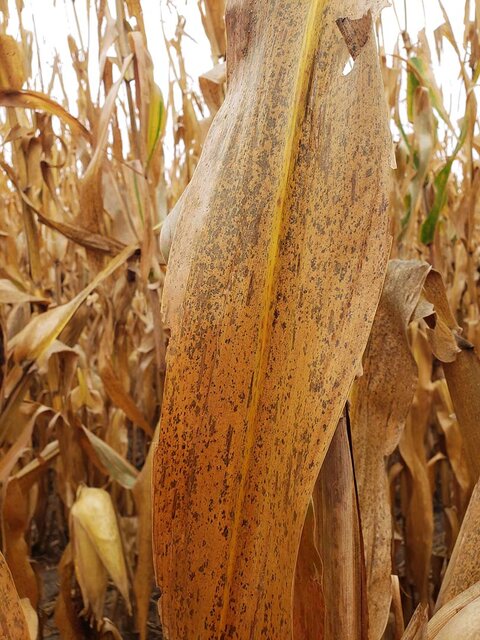 Tar Spot Disease of Corn Spreading to More Nebraska Counties ...