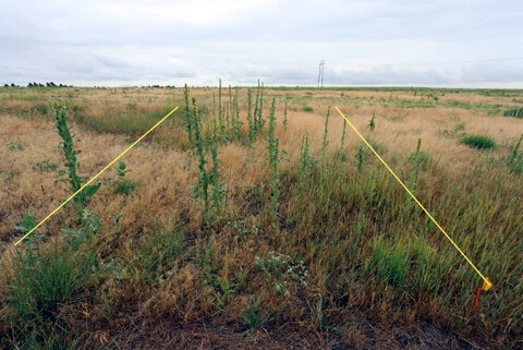 Common Mullein Control: Herbicide Choice and Application Timing ...