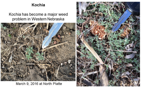 Control Early Stages of Marestail and Kochia | CropWatch | Nebraska