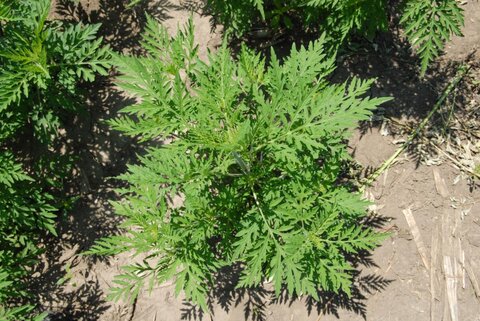 Reducing Ragweed in Pastures | CropWatch | Nebraska