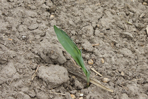 Do I Need to Replant My Corn? | CropWatch | Nebraska