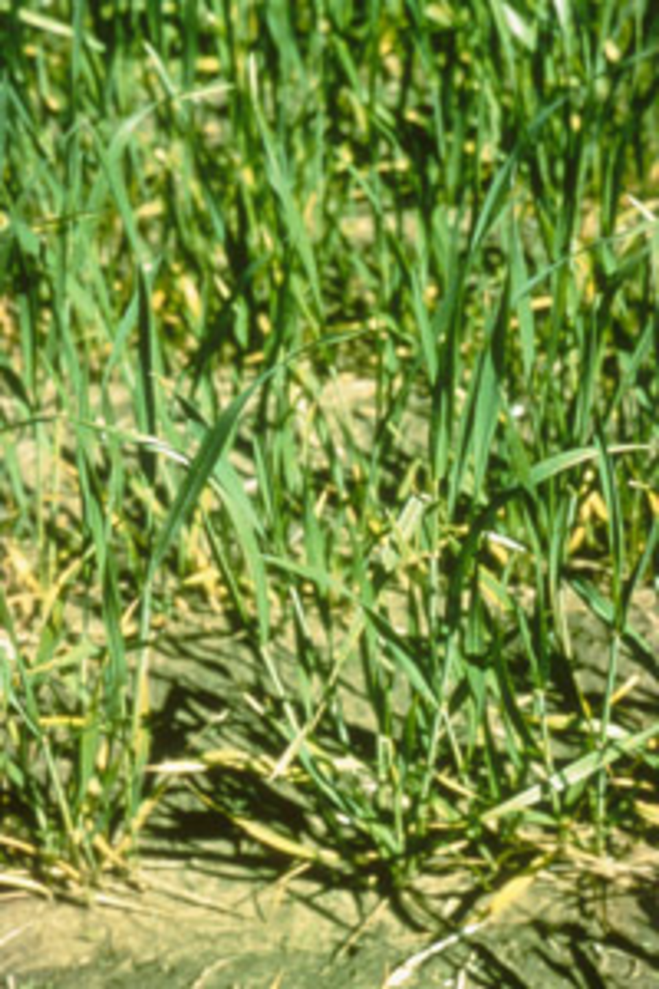 Nutrient Deficiencies in Wheat | CropWatch | Nebraska