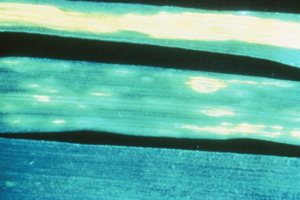 Nutrient Deficiencies in Wheat | CropWatch | Nebraska