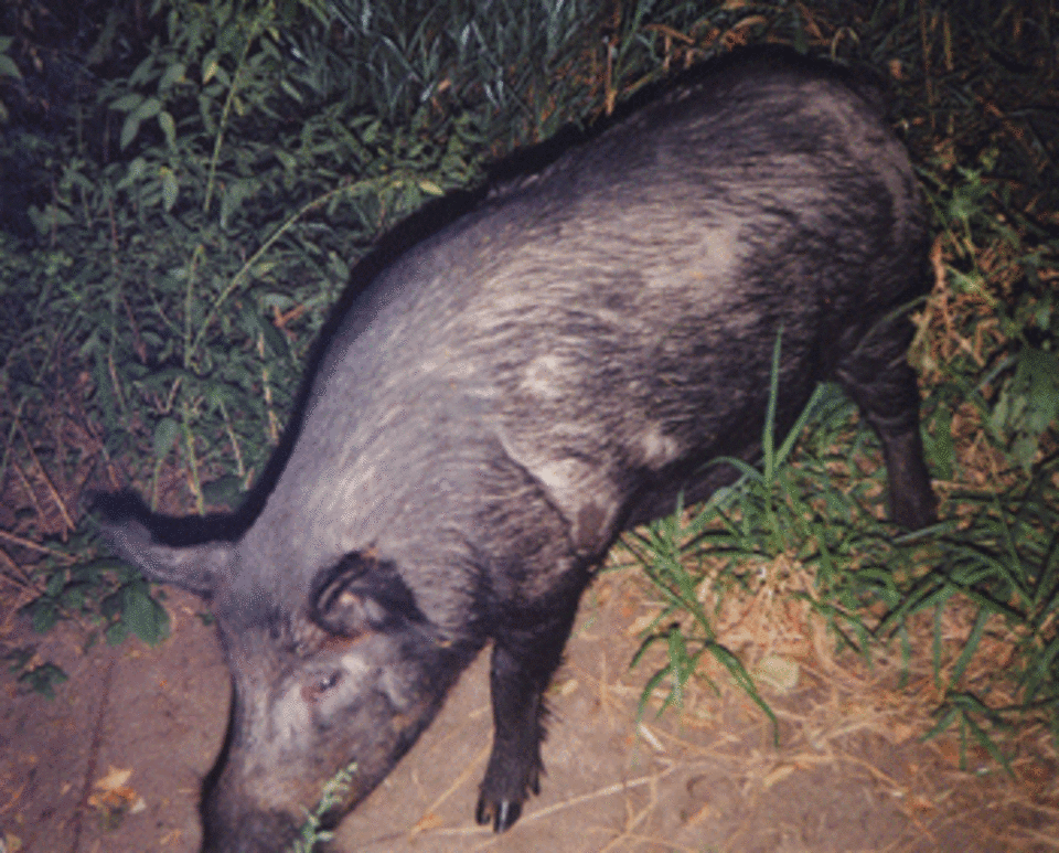 Nebraska Feral Hogs Pose Economic, Health Threat | CropWatch | Nebraska