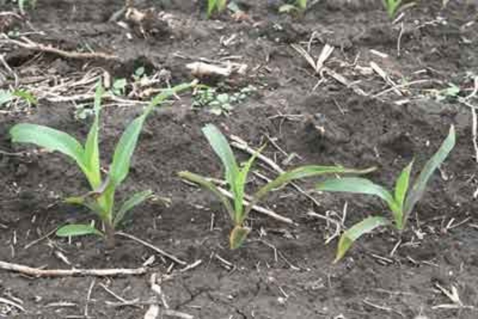 Fertilizer-nitrogen Injury | CropWatch | Nebraska