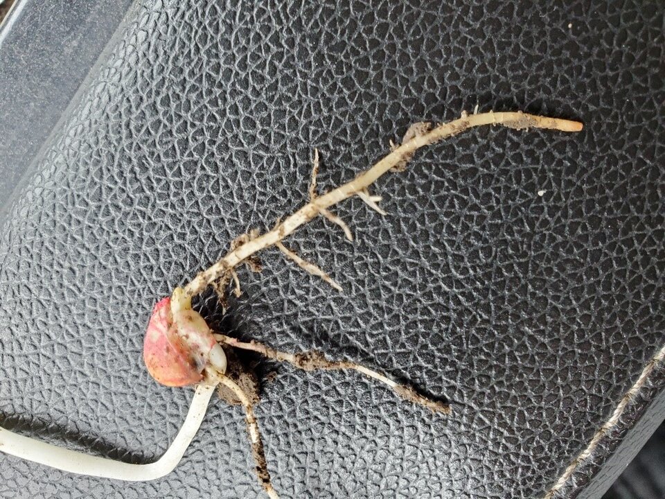 Fertilizer-nitrogen Injury | CropWatch | Nebraska