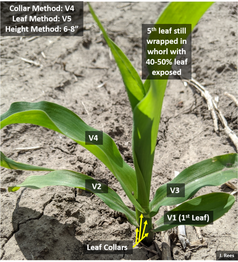 Corn Ear Development Impacts from Post-emergence Pesticide Applications ...
