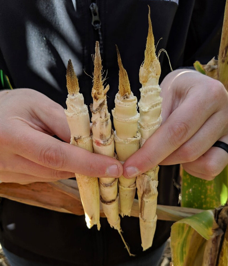 Corn Ear Development Impacts from Post-emergence Pesticide Applications ...