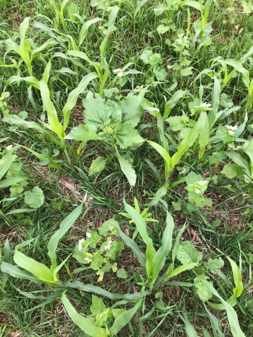 What Are the Benefits of a Cover Crop Mix Versus a Single Species Cover ...