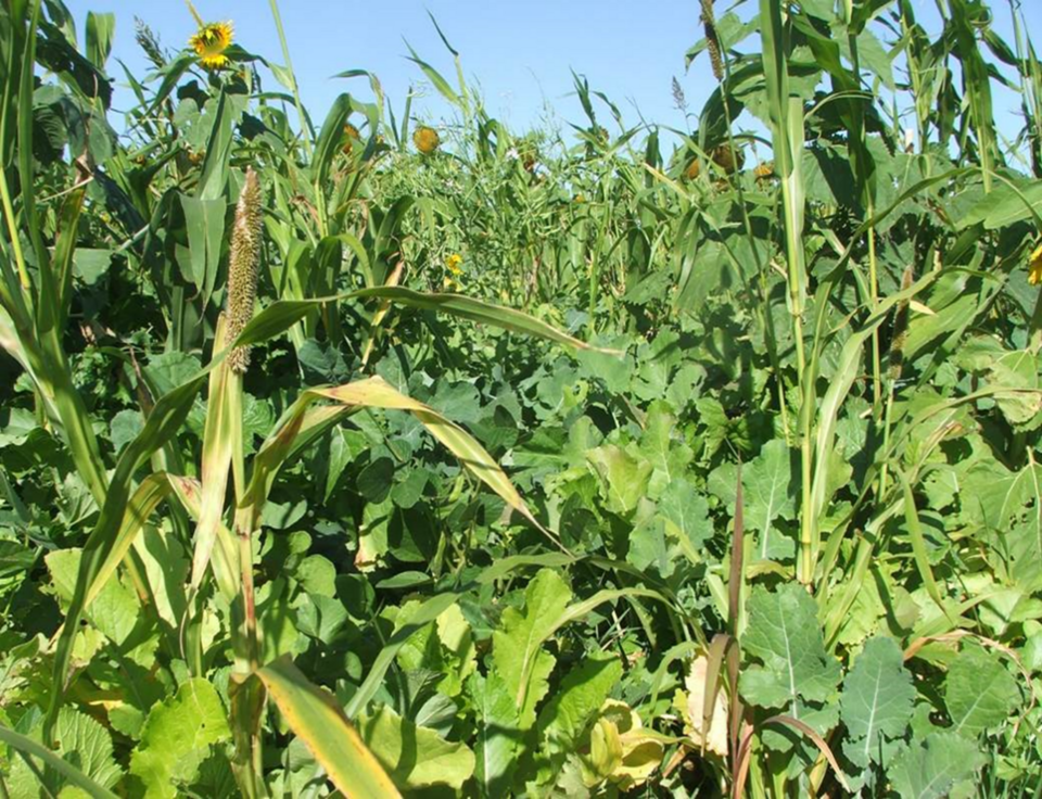 What Are the Benefits of a Cover Crop Mix Versus a Single Species Cover ...