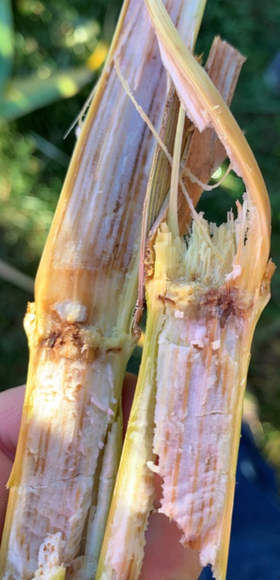 Check Stalk Quality of Corn Going into Harvest | CropWatch | Nebraska
