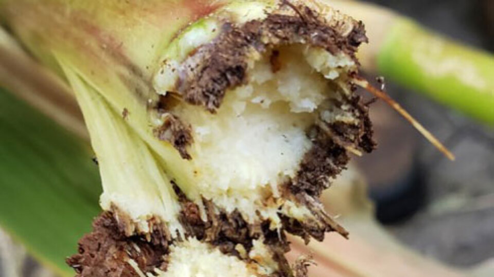 Check Stalk Quality of Corn Going into Harvest | CropWatch | Nebraska