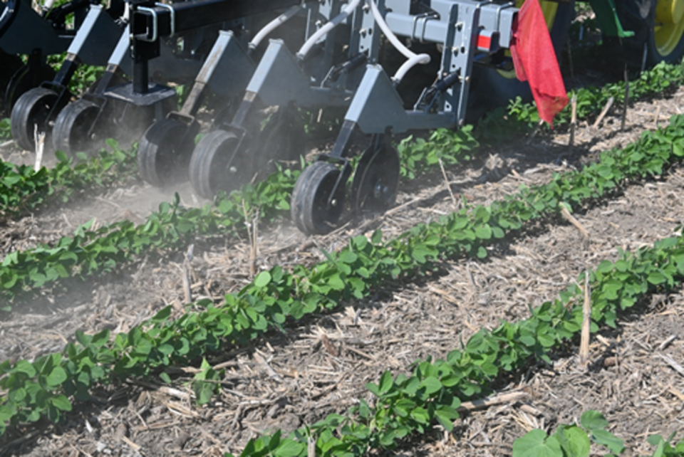 Results from Interseeding Cover Crops into Corn or Soybean | CropWatch ...