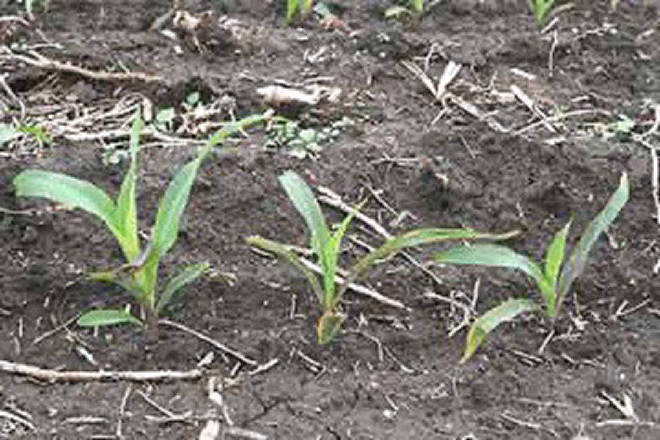 Fertilizer-nitrogen Injury to Corn | CropWatch | Nebraska