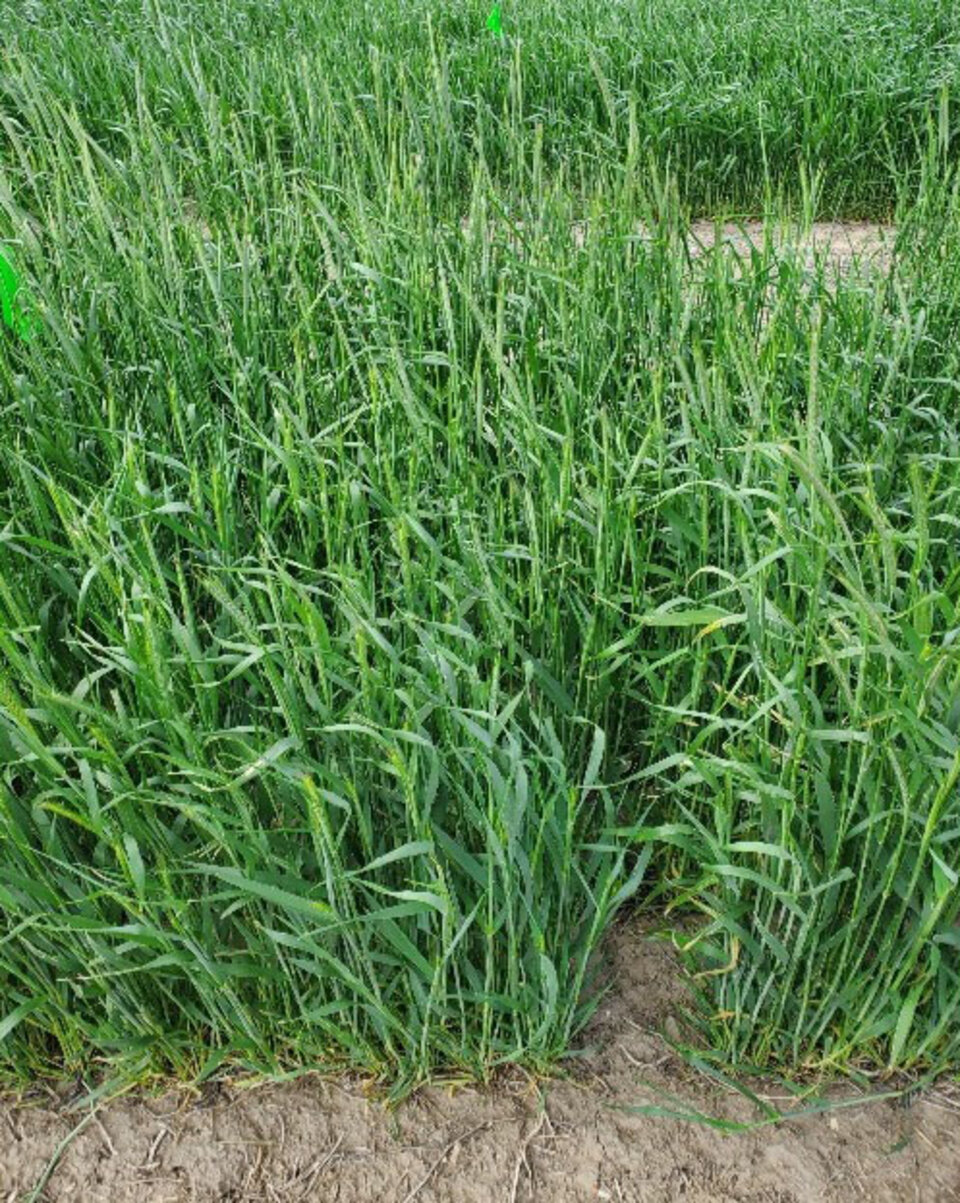 Assessing the Production Potential of Fall-planted Cover Crops in ...