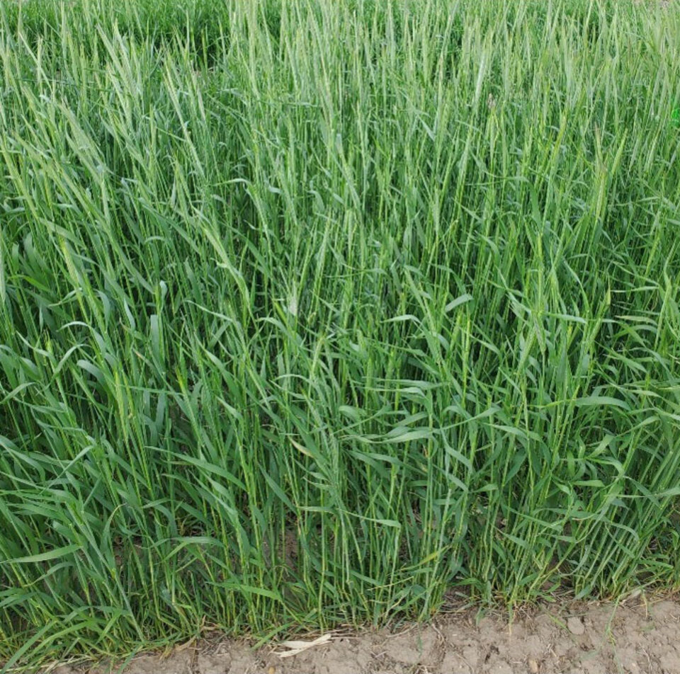 Assessing the Production Potential of Fall-planted Cover Crops in ...