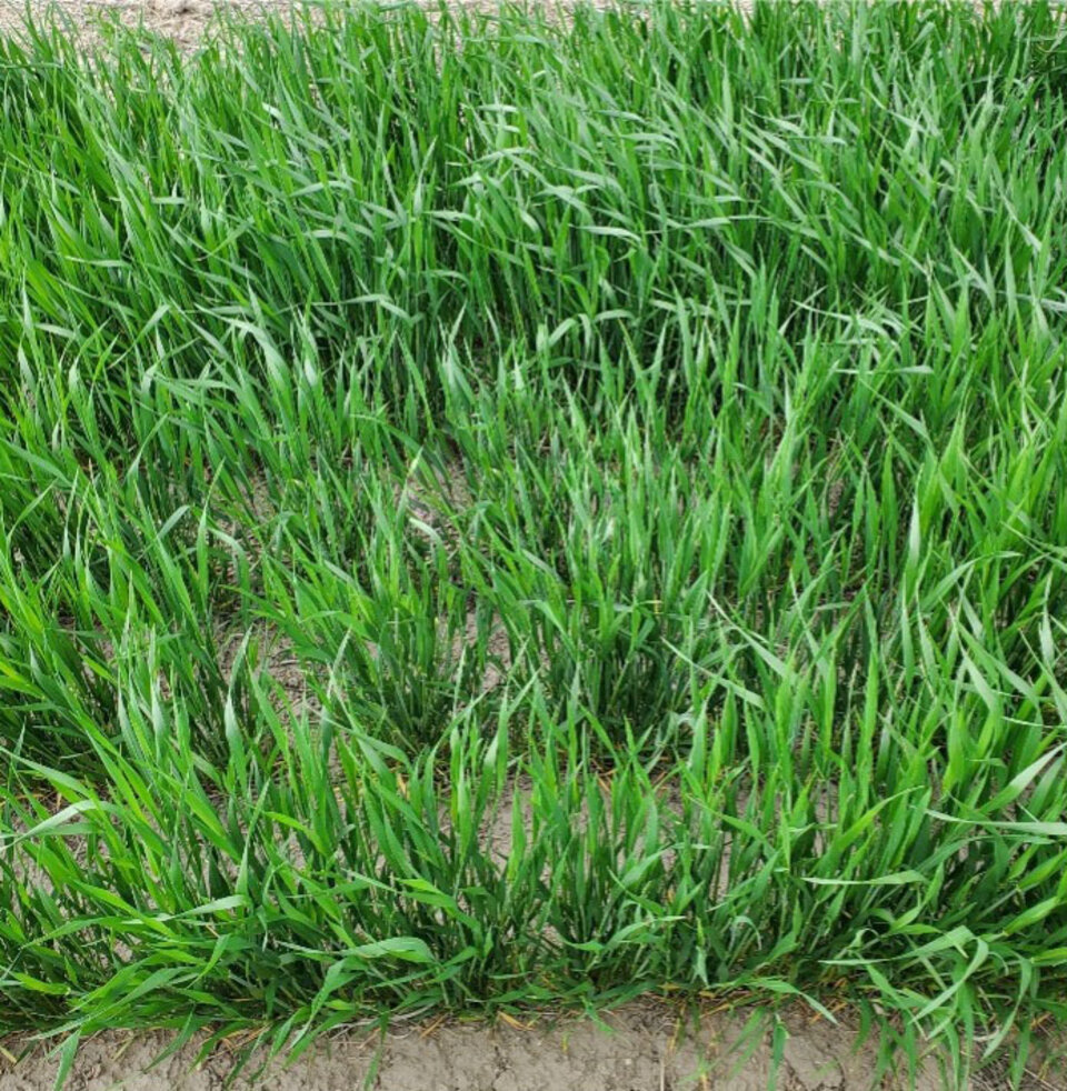 Assessing the Production Potential of Fall-planted Cover Crops in ...