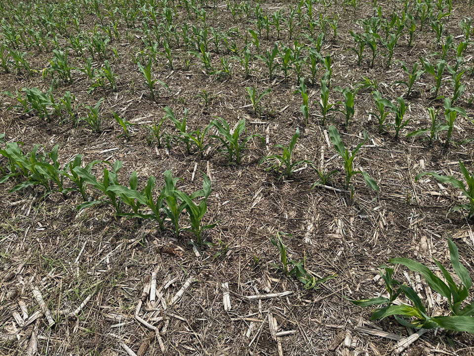 Wheat Stem Maggot: A Cover Crop to Corn Pest | CropWatch | Nebraska