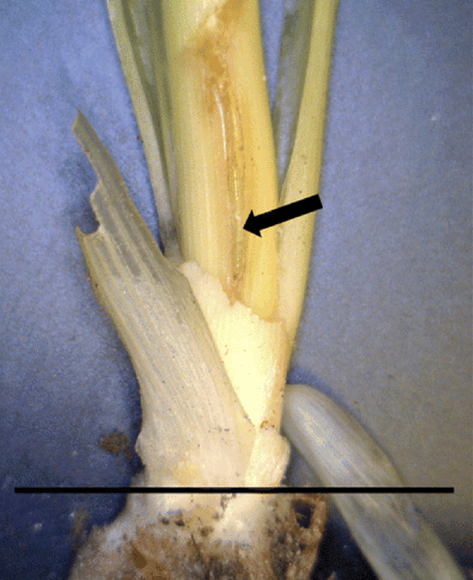 Wheat Stem Maggot: A Cover Crop to Corn Pest | CropWatch | Nebraska