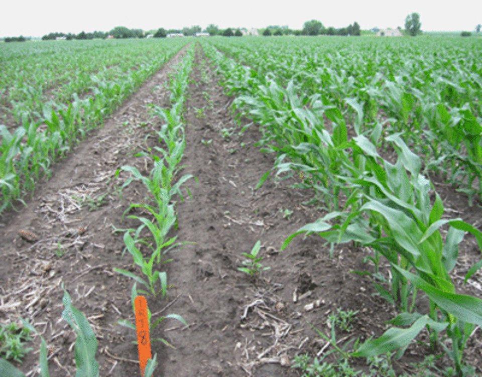 Ammonia Root Burn on Corn | CropWatch | Nebraska