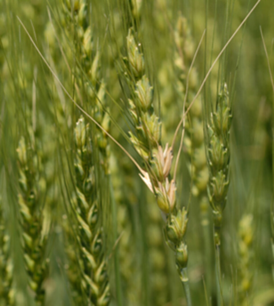 Wheat Scab in Nebraska for Second Year in a Row | CropWatch | Nebraska
