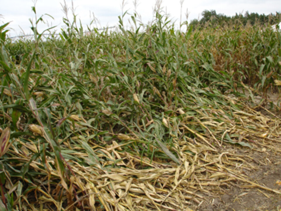 Shallow Planting Can Contribute to Larger Problems | CropWatch | Nebraska