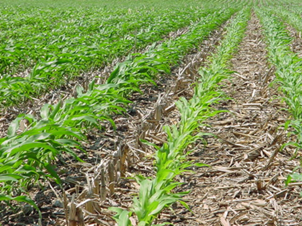 Tips for No-tilling Corn on Corn: Planting Considerations | CropWatch ...