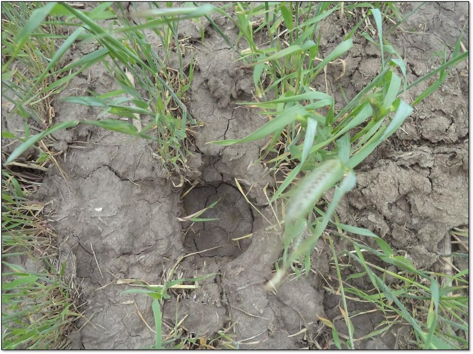 Student Research: Does the Grazing of Cover Crops by Cattle Compact ...