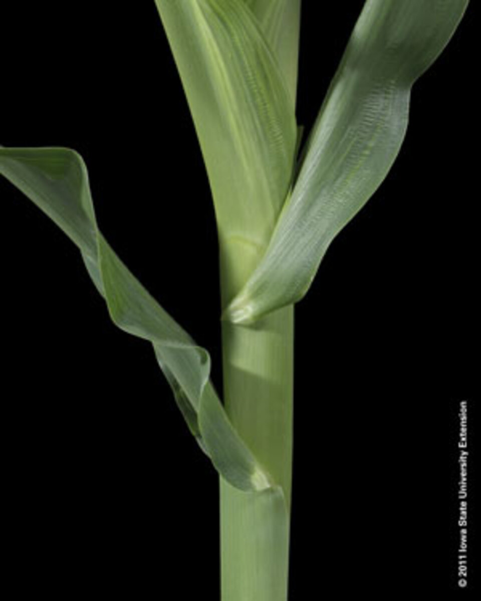 Corn Development Staging Systems With Special Emphasis On Staging ...