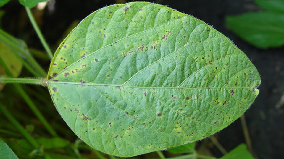 Plant Disease: Phytophthora Root and Stem Rot and Brown Spot ...
