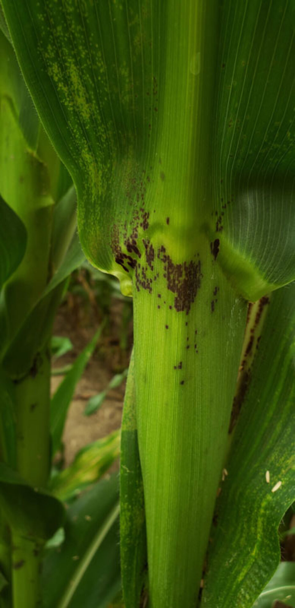 Corn Disease Update | CropWatch | Nebraska