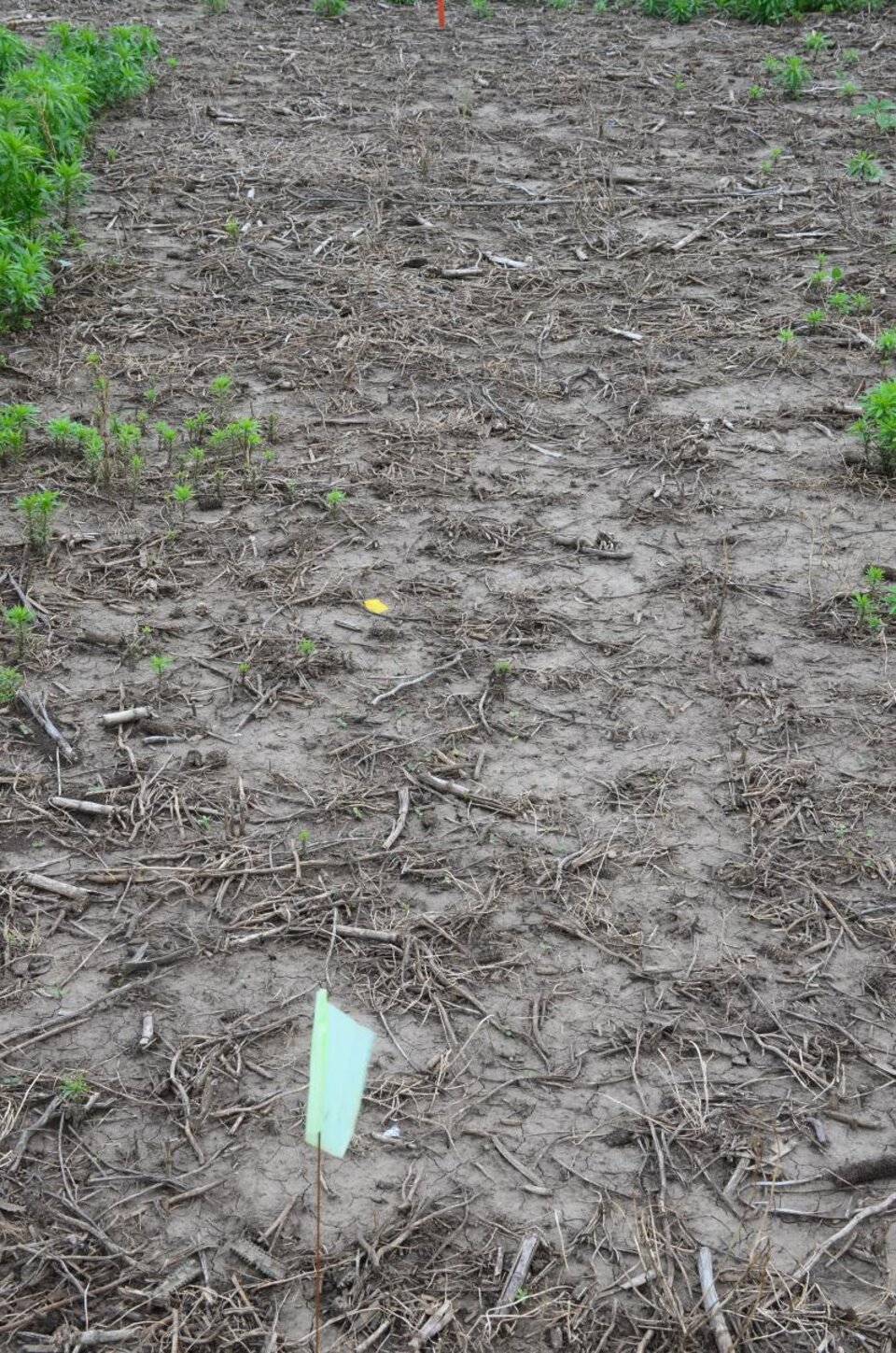 Acuron™: A New Corn Herbicide | CropWatch | Nebraska