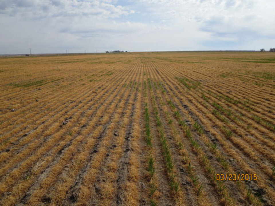 2015 Wheat Winterkill | CropWatch | Nebraska