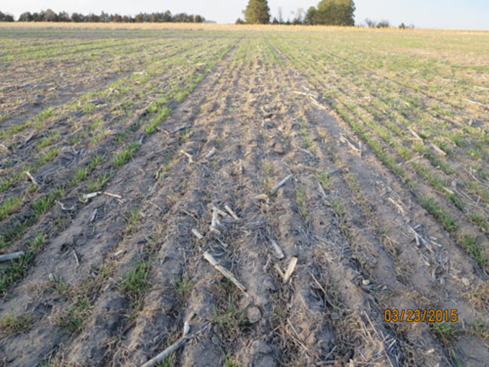 2015 Wheat Winterkill | CropWatch | Nebraska