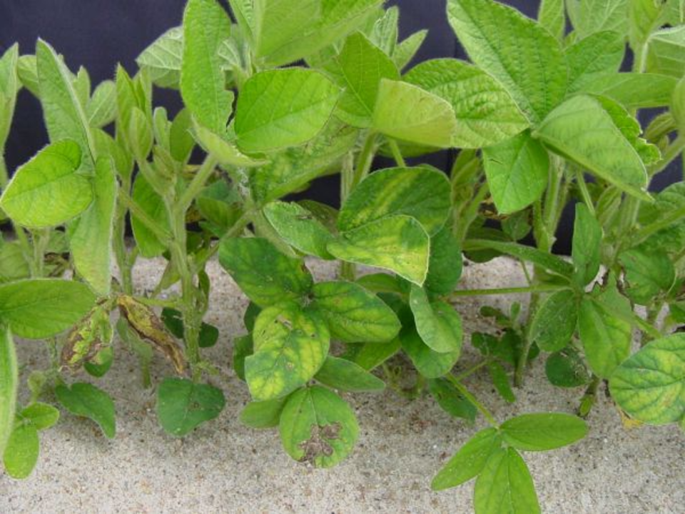 Nutrient Deficiencies in Soybean | CropWatch | Nebraska