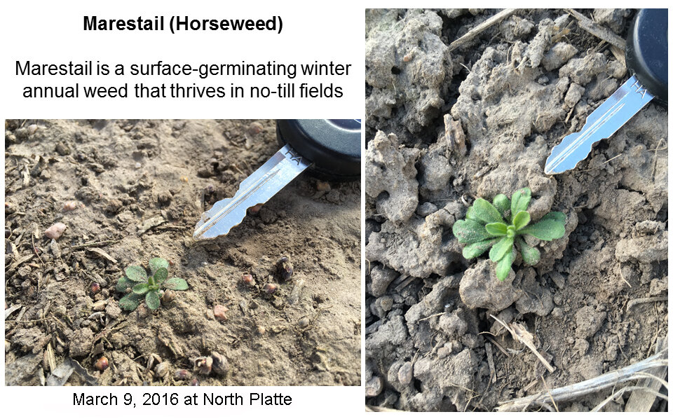 Control Early Stages of Marestail and Kochia | CropWatch | Nebraska