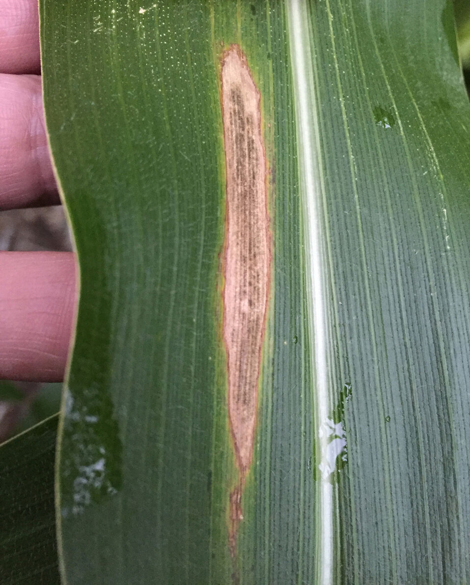 Northern Corn Leaf Blight Continues, Gray Leaf Spot Starts in 2015 ...