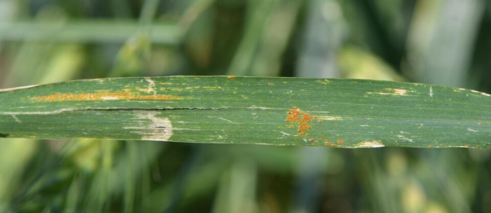 Wheat Disease Update | CropWatch | Nebraska