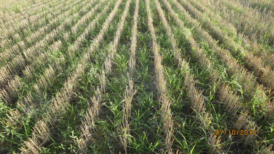 Controlling Weeds Post-Harvest in Winter Wheat | CropWatch | Nebraska