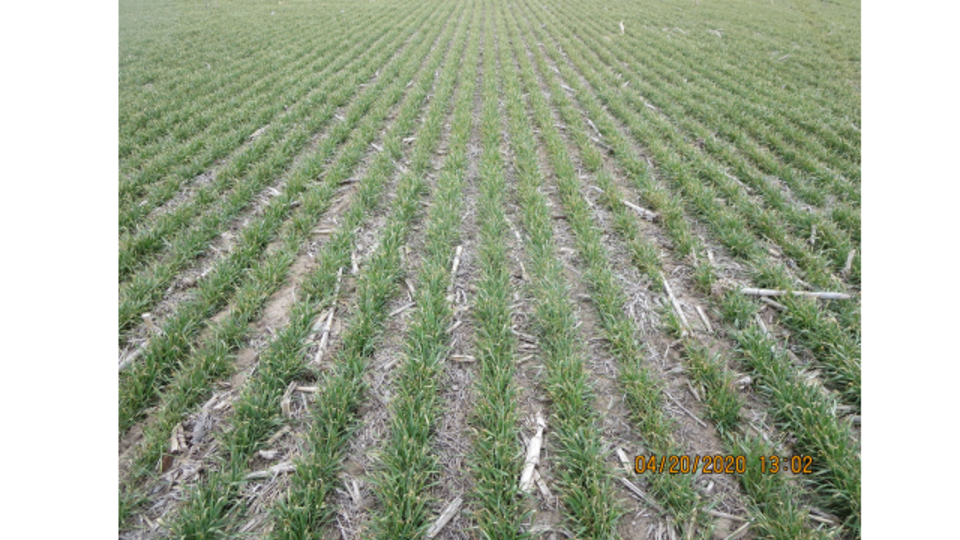 Assessing Freeze Injury to Wheat | CropWatch | Nebraska