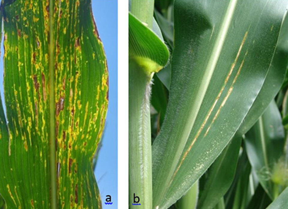 Bacterial Leaf Streak of Corn | CropWatch | Nebraska